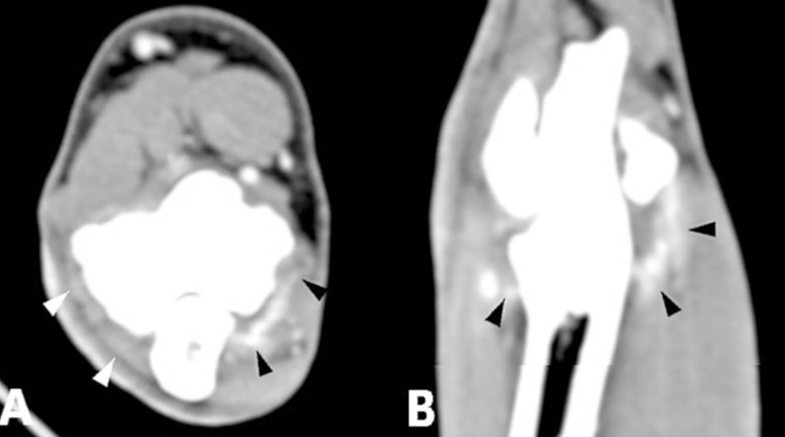 Revolutionary CT for Limping Dogs