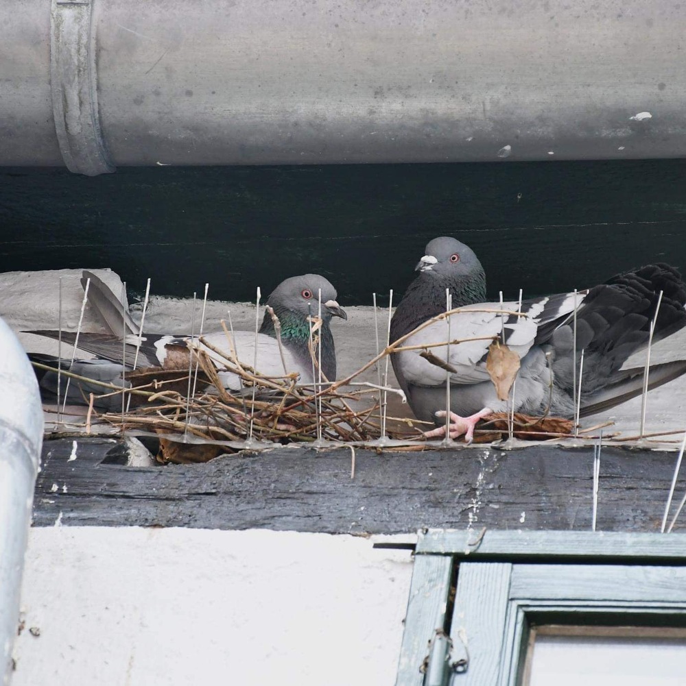 Luvia - Die schlagartige Lösung für das Stadttaubenproblem