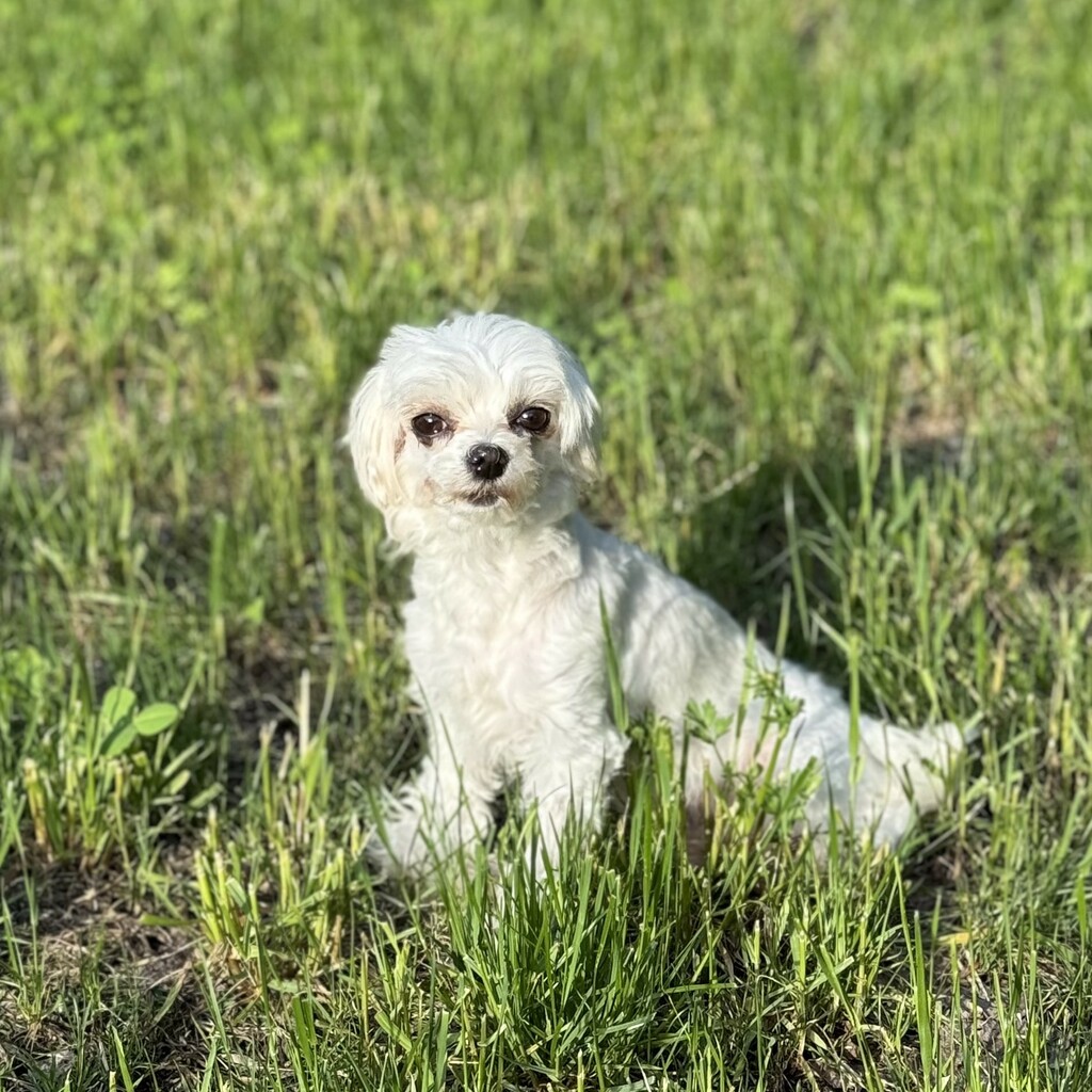 Orange County Maltese - Maltese Puppies in New York
