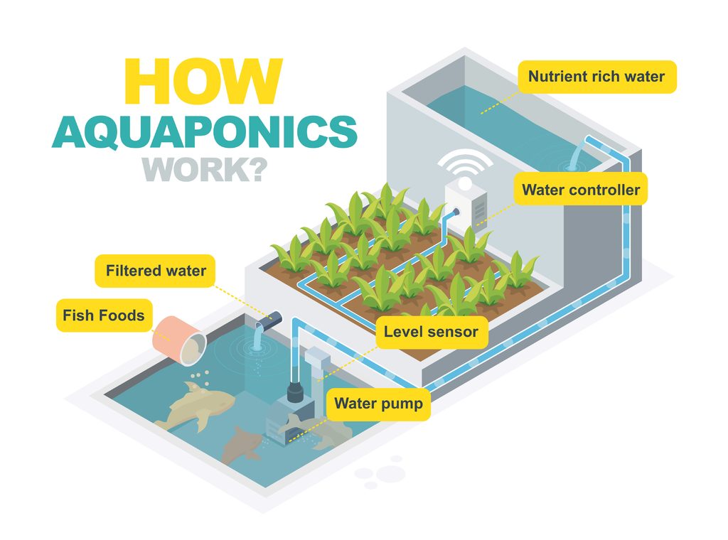 Was ist Aquaponik? - Aquabonnik UG