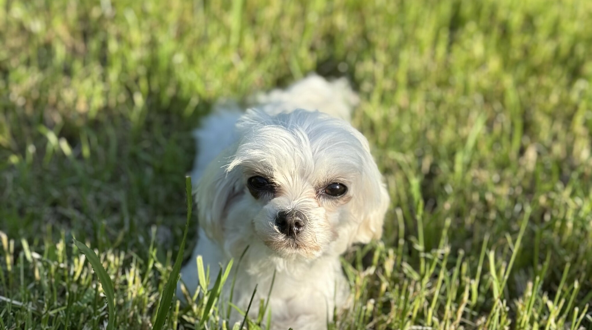 Orange County Maltese - Maltese Puppies in New York