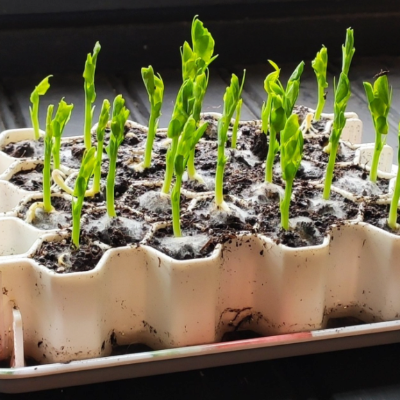 Seed Starting Success every time: Sow Like a Pro - With Germie