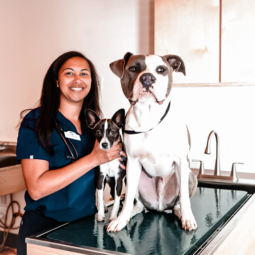 Paw Springs Veterinary Hospital - Love your pet. Love your vet.
